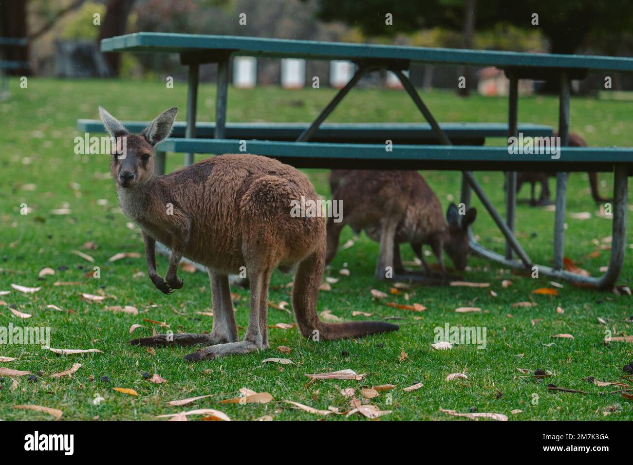Wildlife at Perth Australia Stock Photo - Alamy