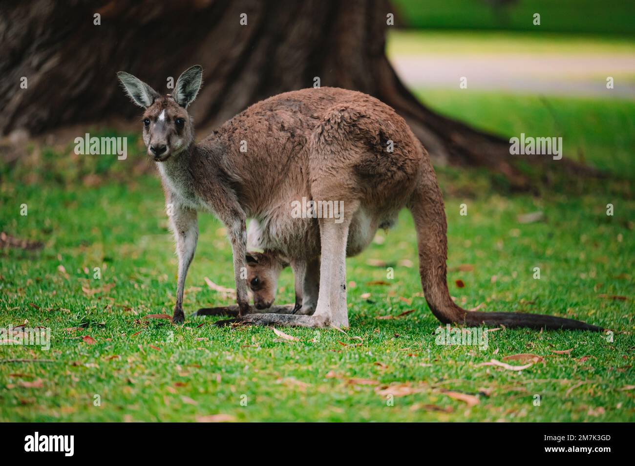 Wildlife at Perth Australia Stock Photo - Alamy