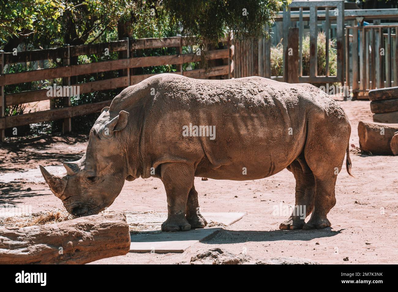 Wildlife at Perth Australia Stock Photo - Alamy
