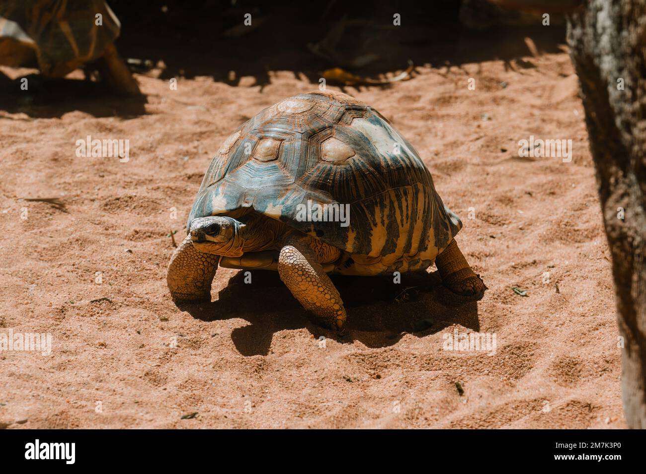 Wildlife at Perth Australia Stock Photo - Alamy