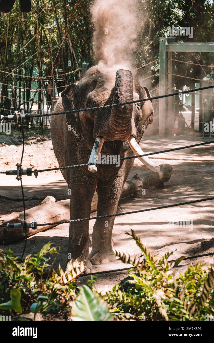 Wildlife at Perth Australia Stock Photo - Alamy