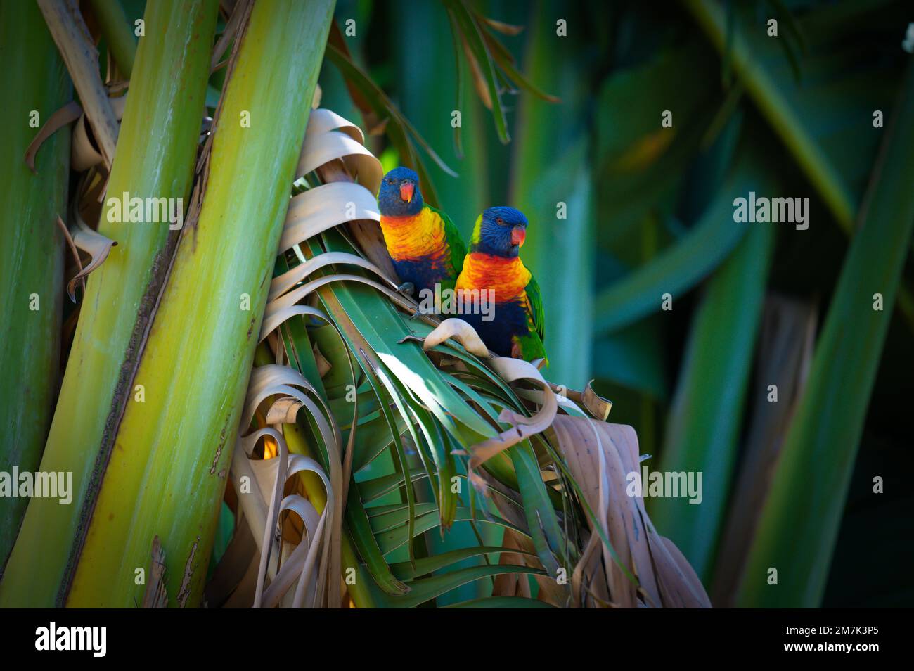 Wildlife at Perth Australia Stock Photo - Alamy