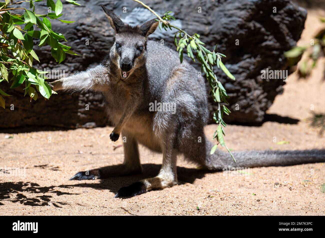 Wildlife at Perth Australia Stock Photo - Alamy