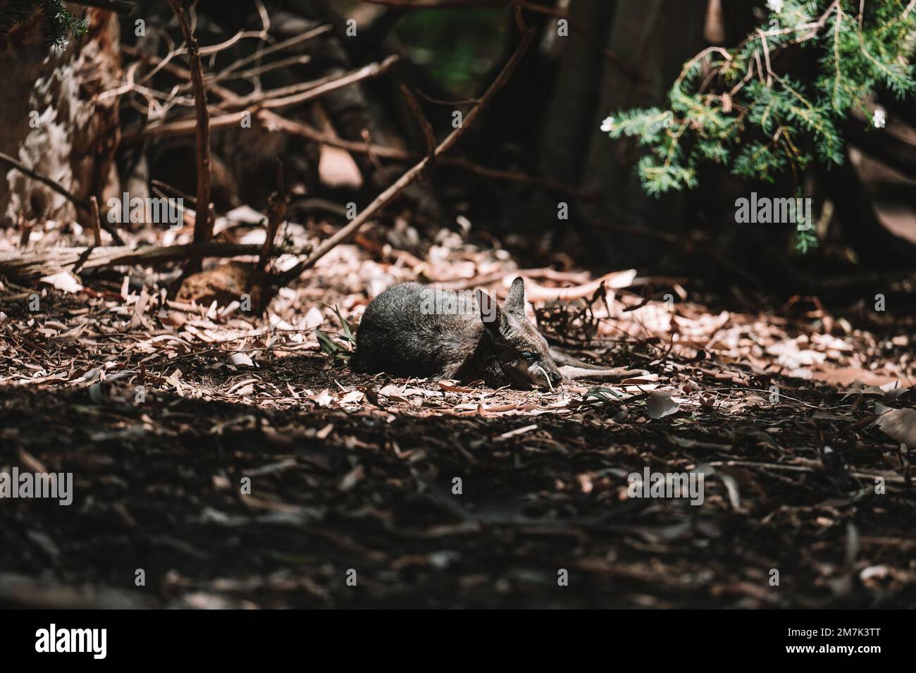 Wildlife at Perth Australia Stock Photo - Alamy