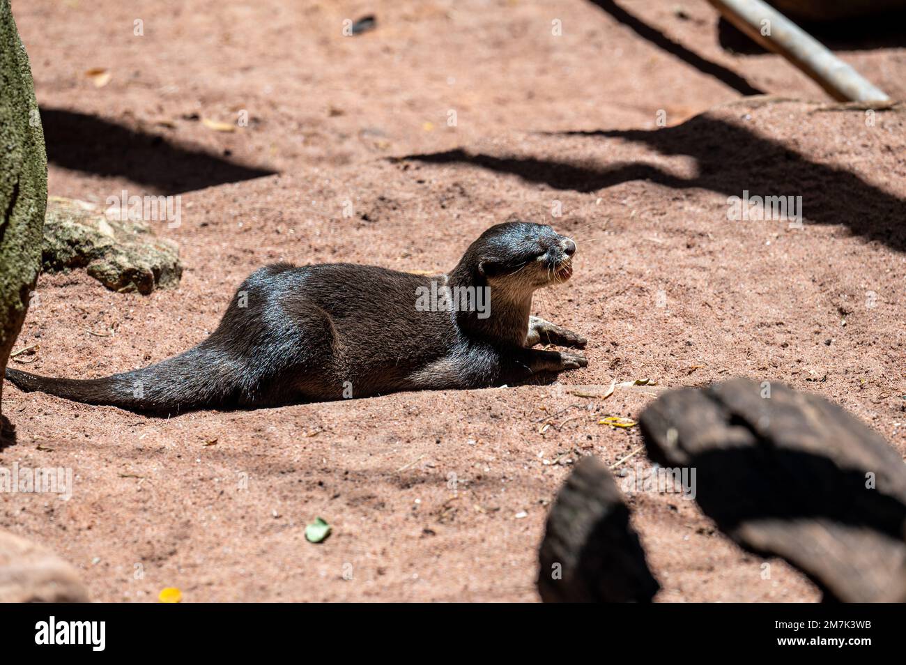 Wildlife at Perth Australia Stock Photo - Alamy