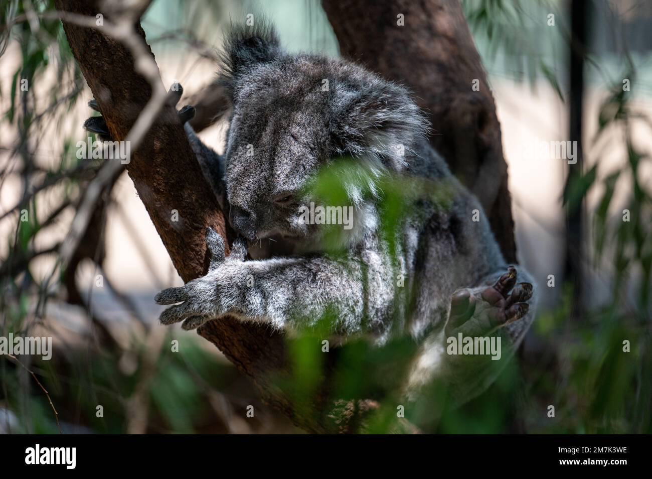 Wildlife at Perth Australia Stock Photo - Alamy