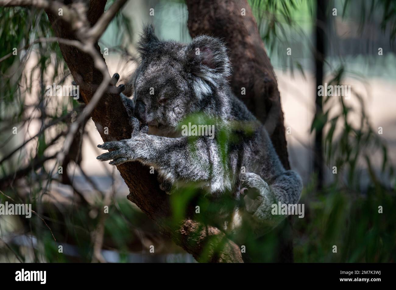 Wildlife at Perth Australia Stock Photo - Alamy