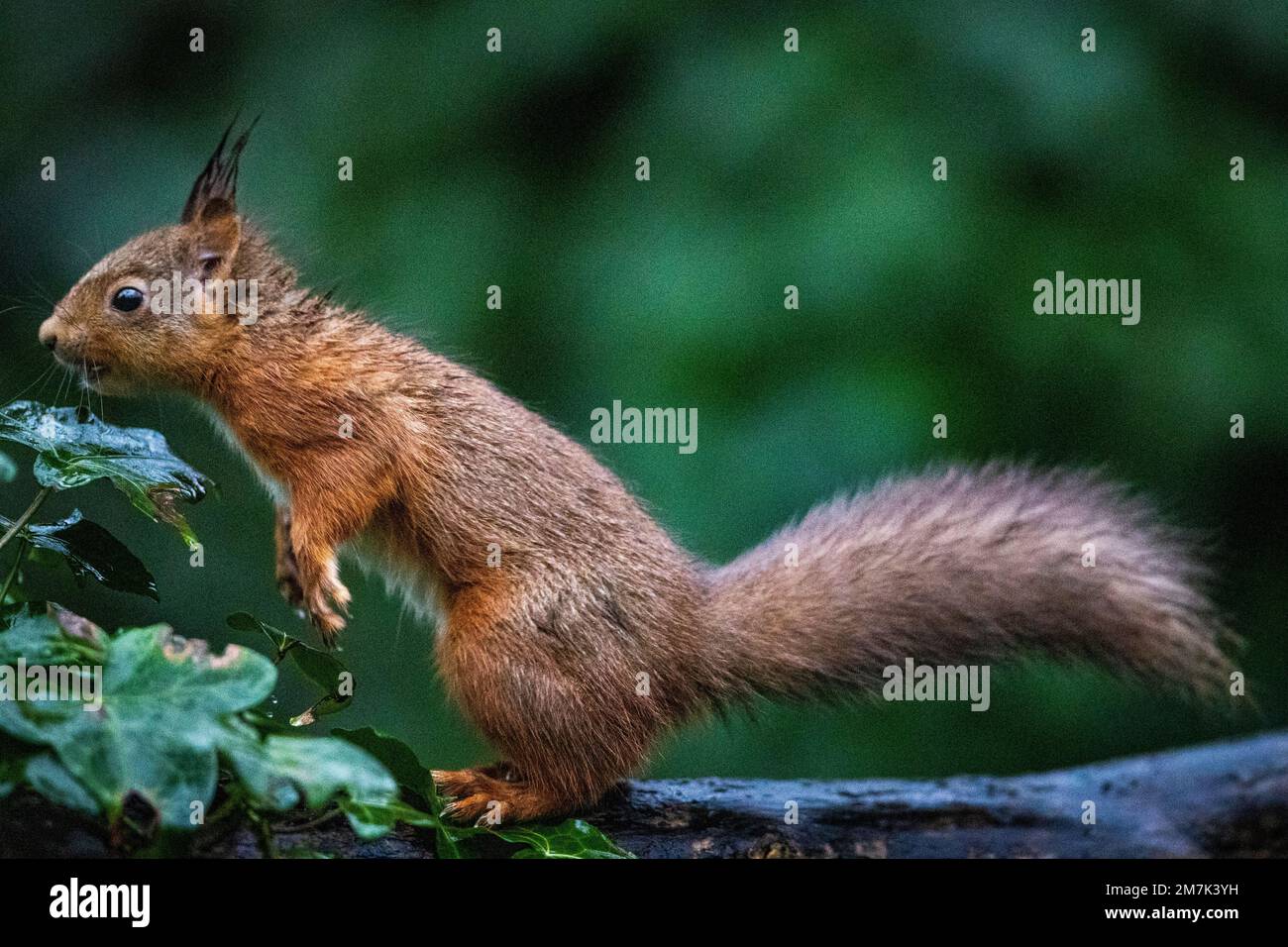 A red squirrel running along a tree branch on the National Trust ...