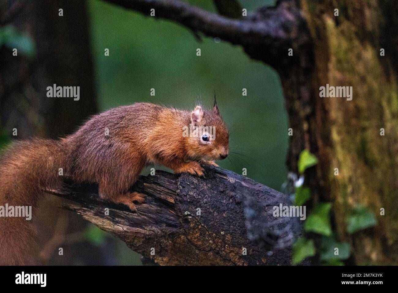 A red squirrel running along a tree branch on the National Trust ...