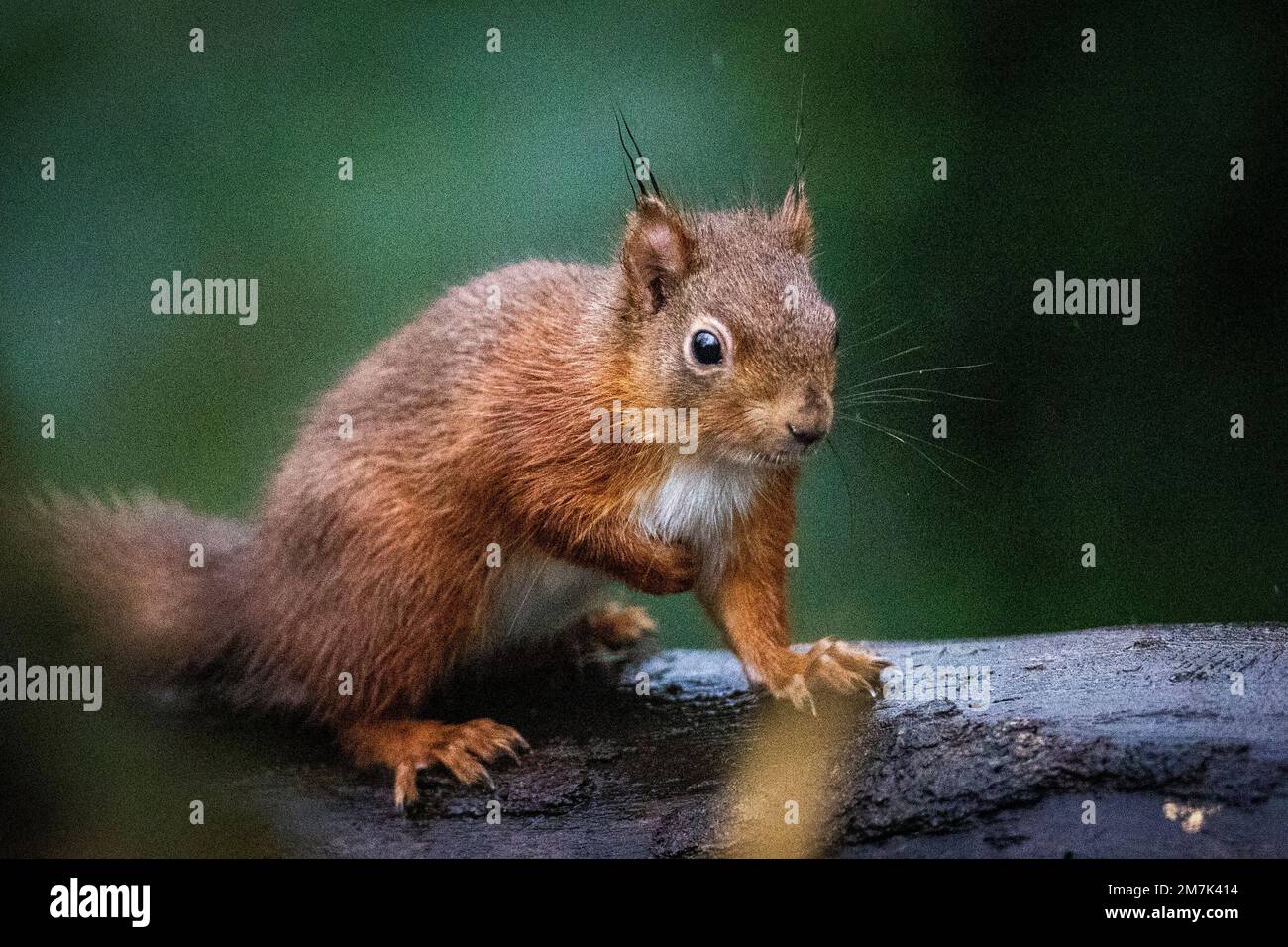 A red squirrel running along a tree branch on the National Trust ...