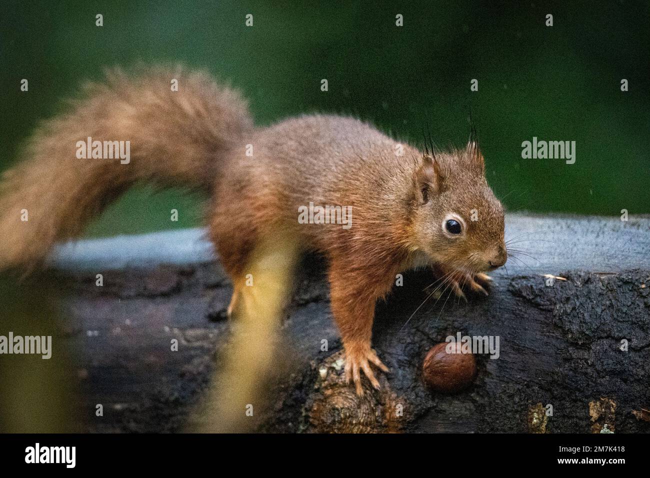 A red squirrel running along a tree branch on the National Trust ...