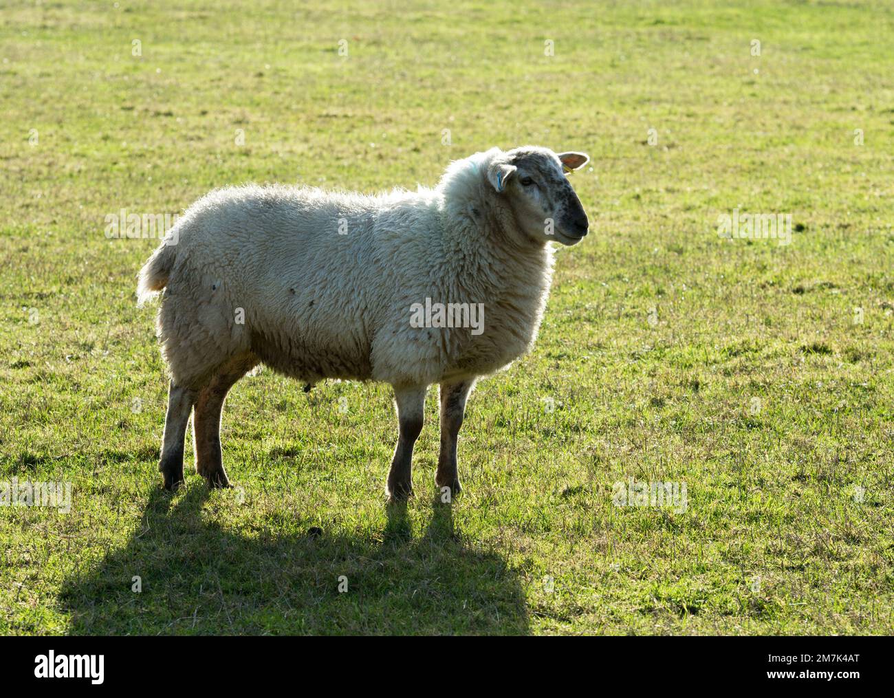 A single sheep in a fied, backlit, Warwickshire, UK Stock Photo - Alamy