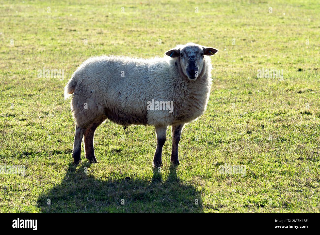 A single sheep in a fied, backlit, Warwickshire, UK Stock Photo - Alamy