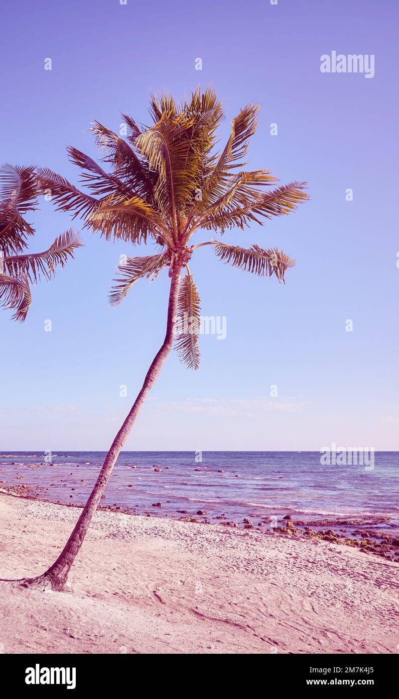 Coconut palm tree on a Caribbean beach, color toning applied, Yucatan ...