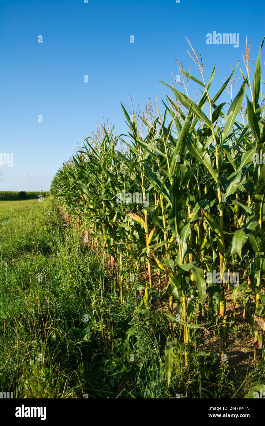 maize field with blue sky background Stock Photo - Alamy