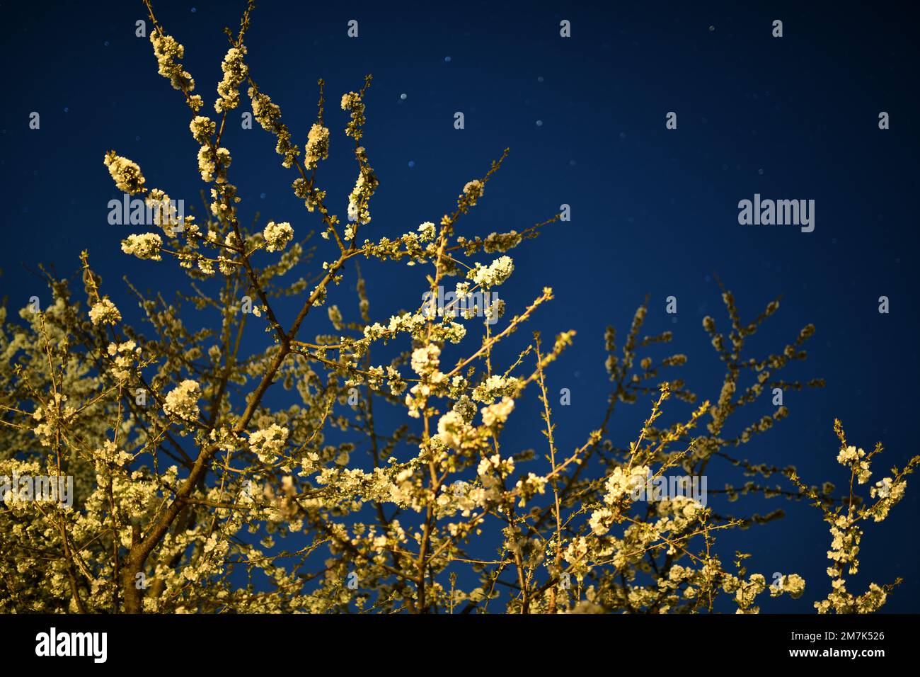 Midnight rose flower hi-res stock photography and images - Alamy