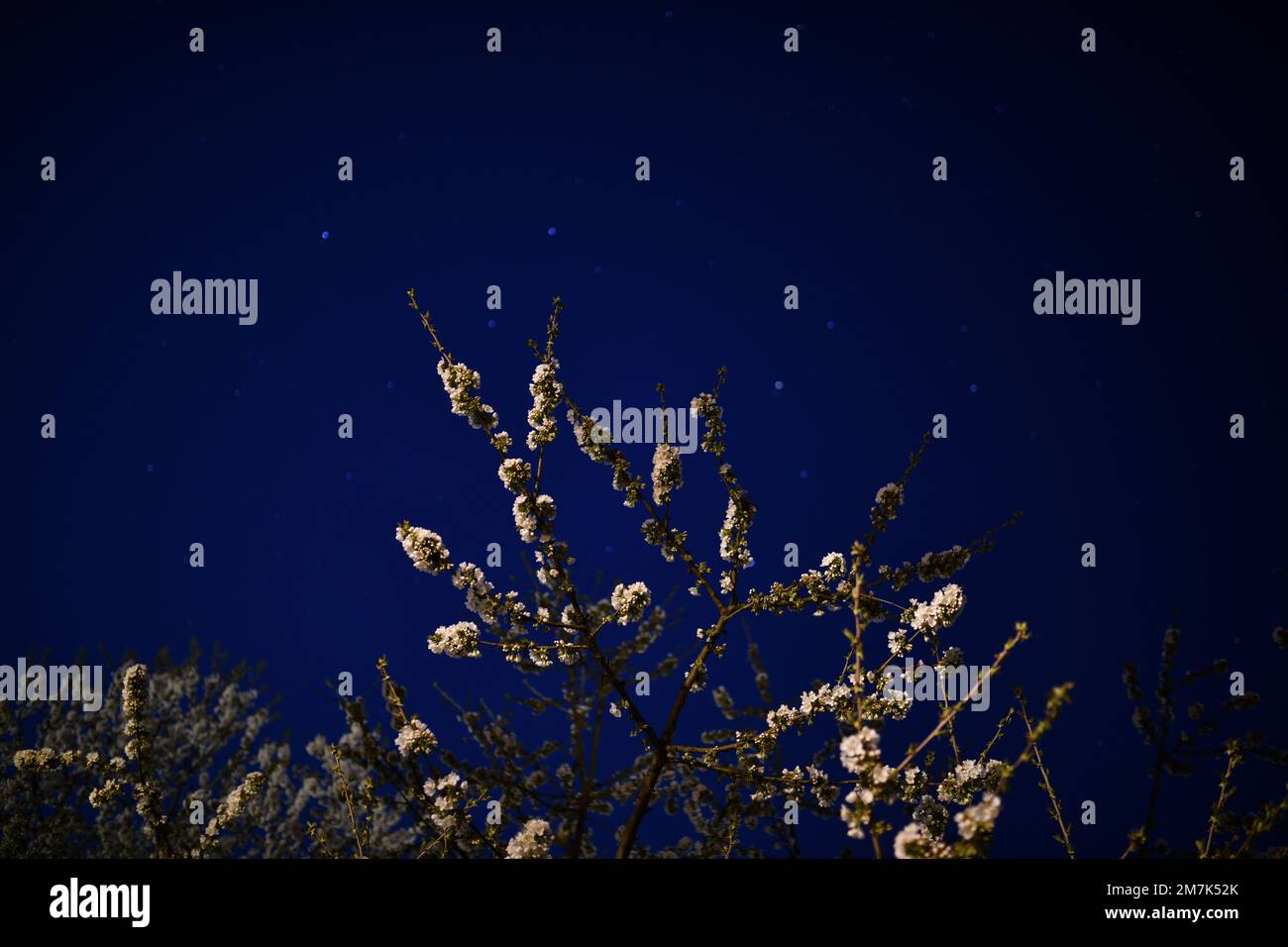 Midnight rose flower hi-res stock photography and images - Alamy