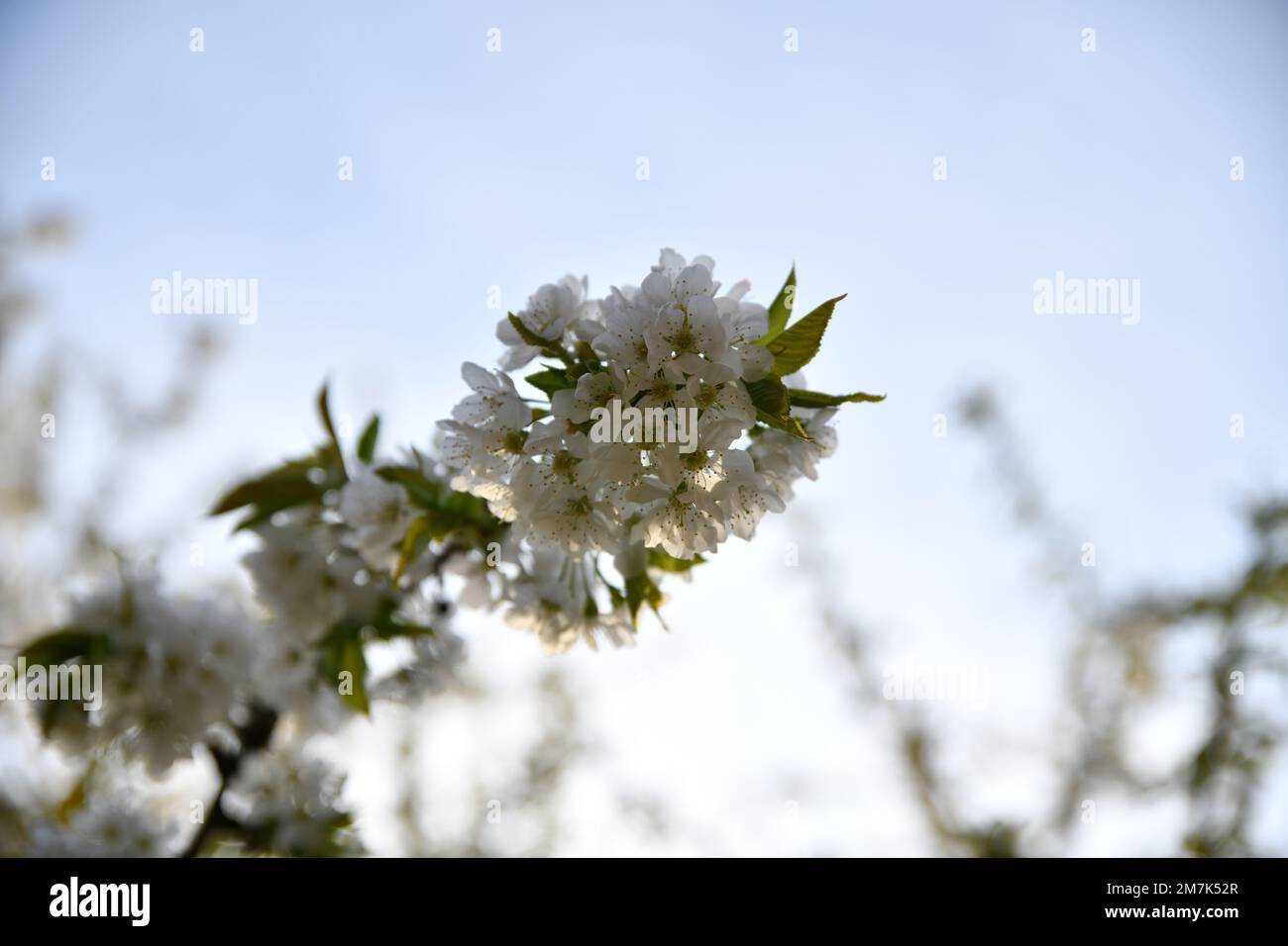 Digital Art pics Stock Photo - Alamy