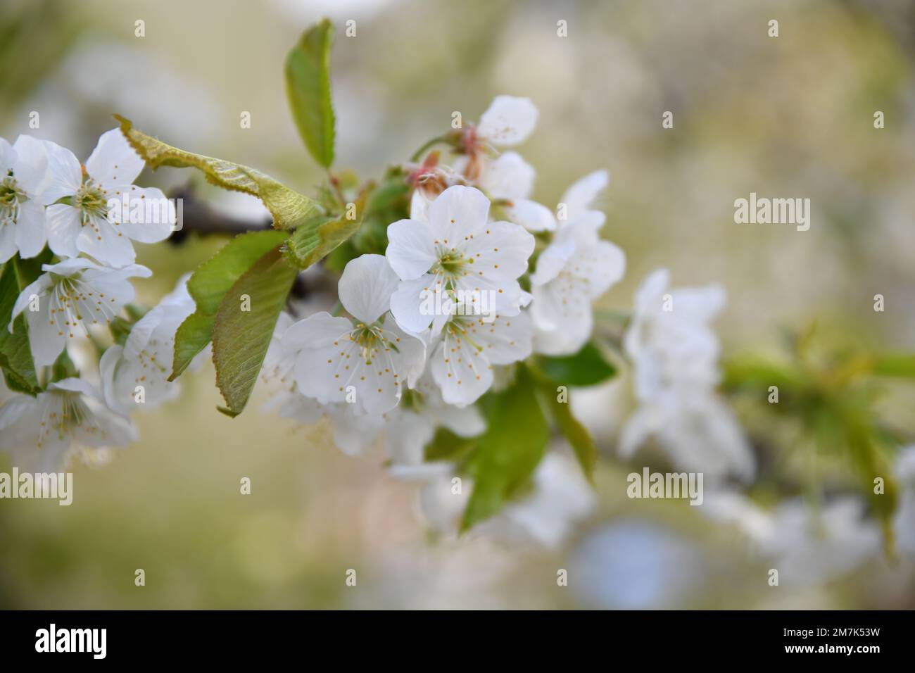 Digital Art pics Stock Photo - Alamy