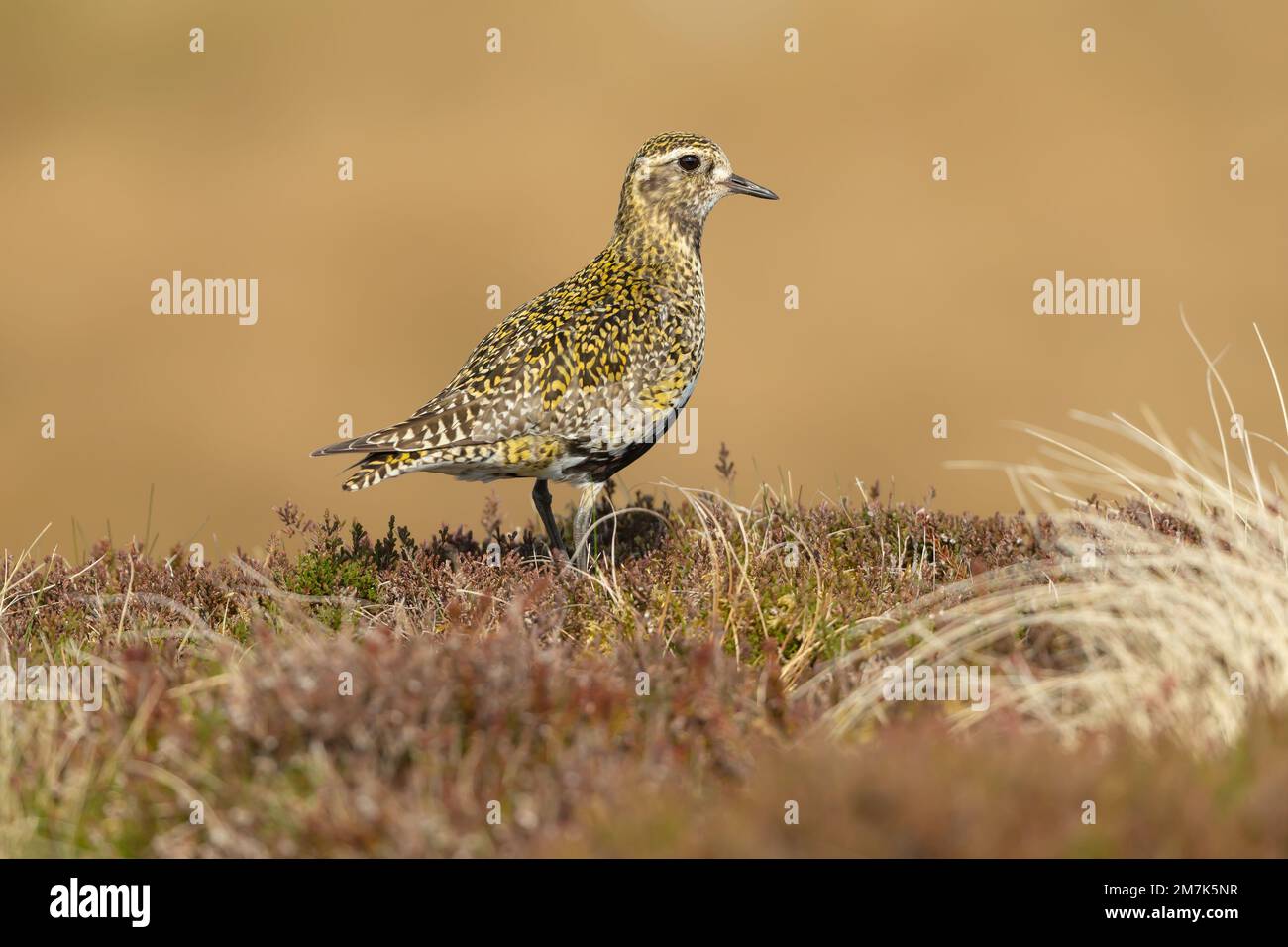 Golden Plover facing right and stood in natural moorland habitat with ...