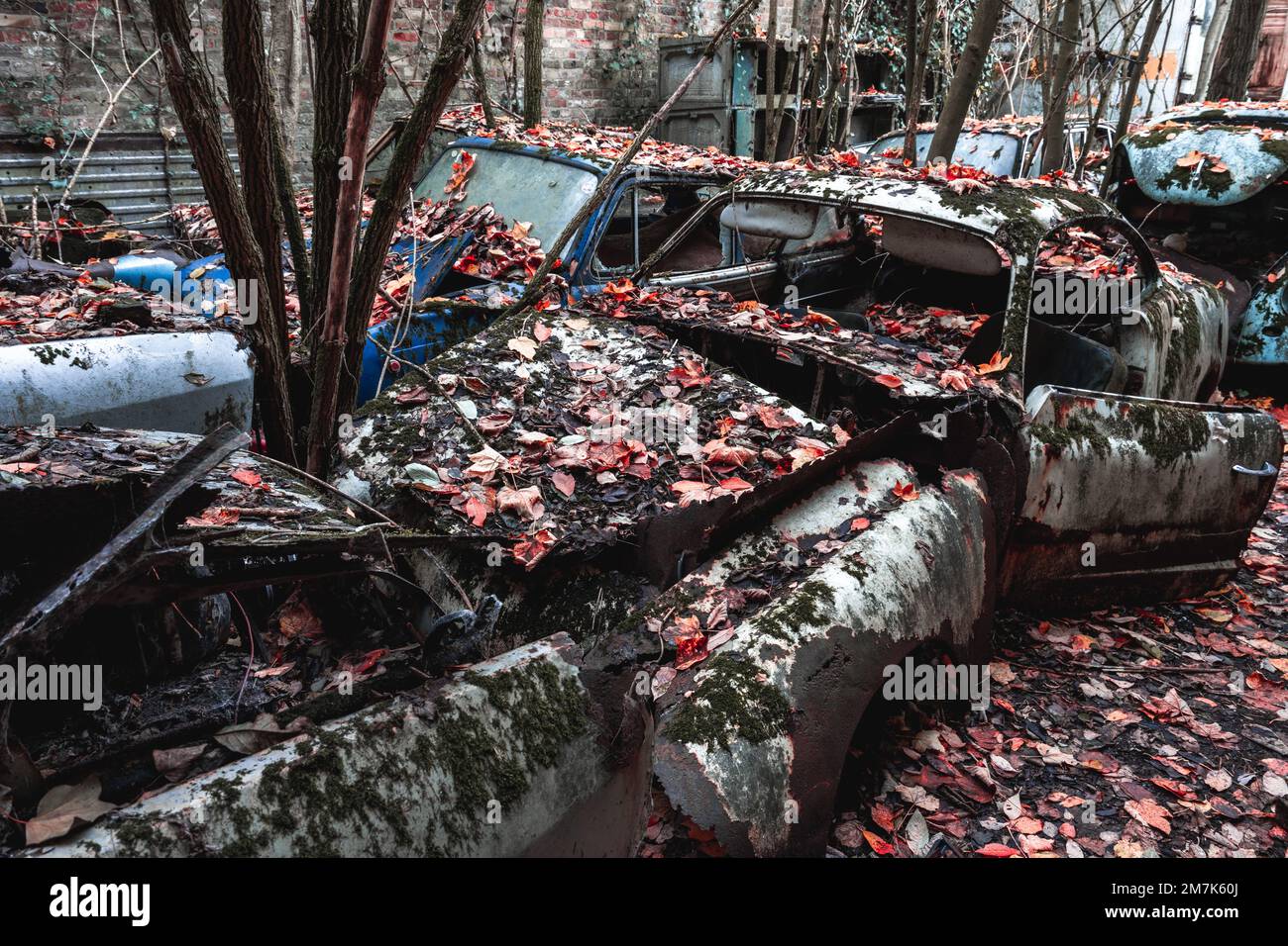 Old abandoned cars dumped in the Forest somewhere in Belgium Stock ...