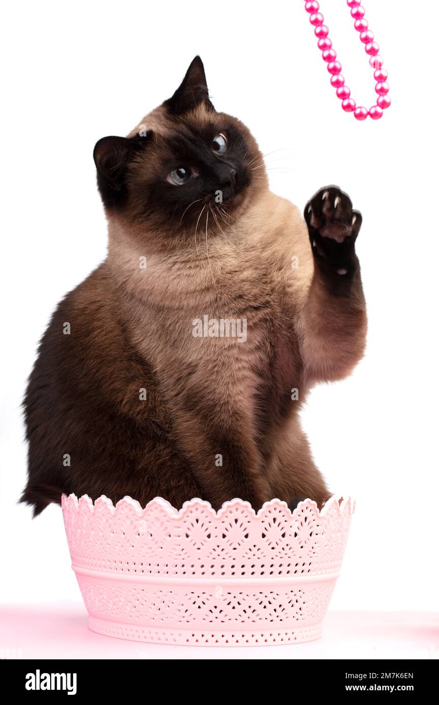 Tiger siamese hi-res stock photography and images - Alamy