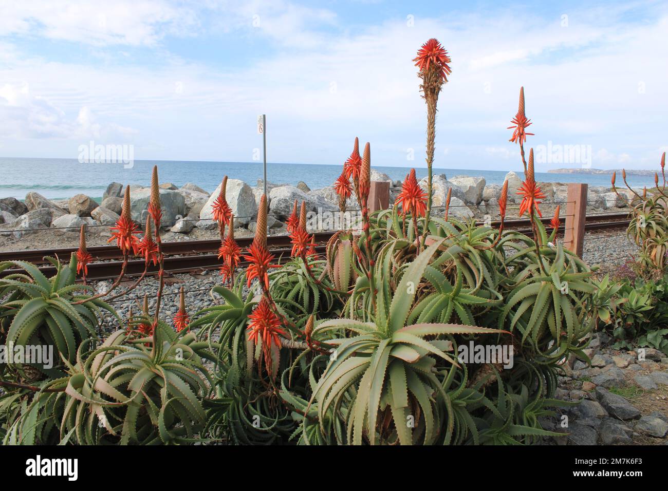 Red flowering yucca plant near coastal railroad Stock Photo - Alamy