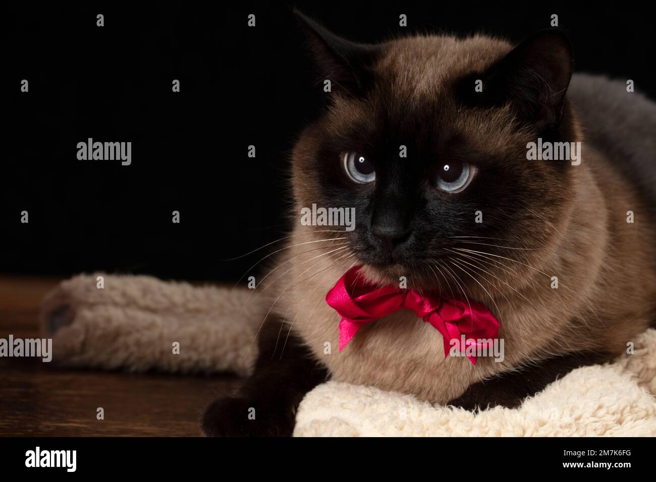 Elegant Siamese cat with a glamorous pink bow on a black background ...