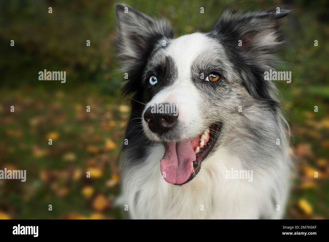 Border collie dog in a garden Stock Photo - Alamy