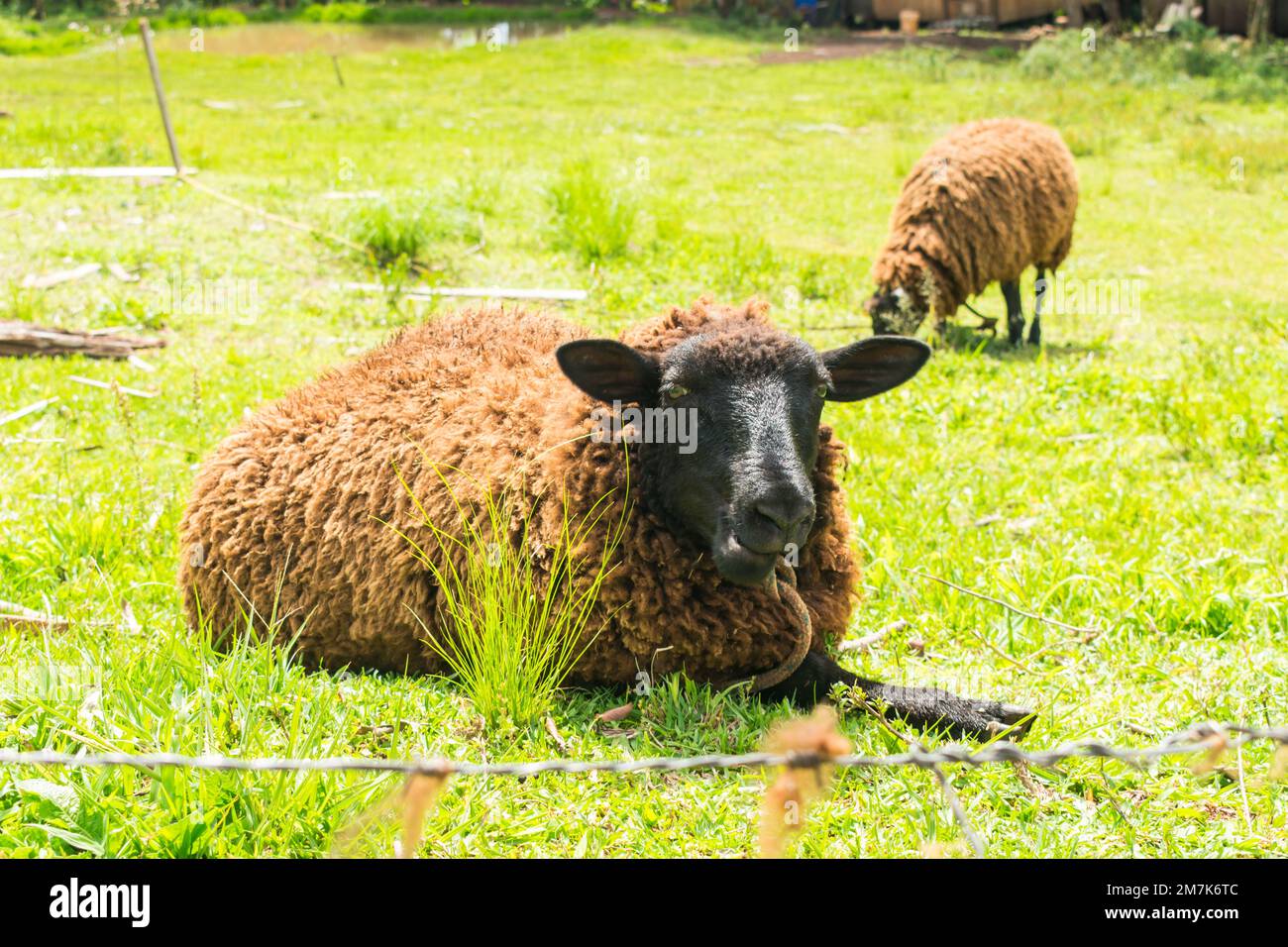 Close up of a black sheep with brown wool in the countryside of Sao ...