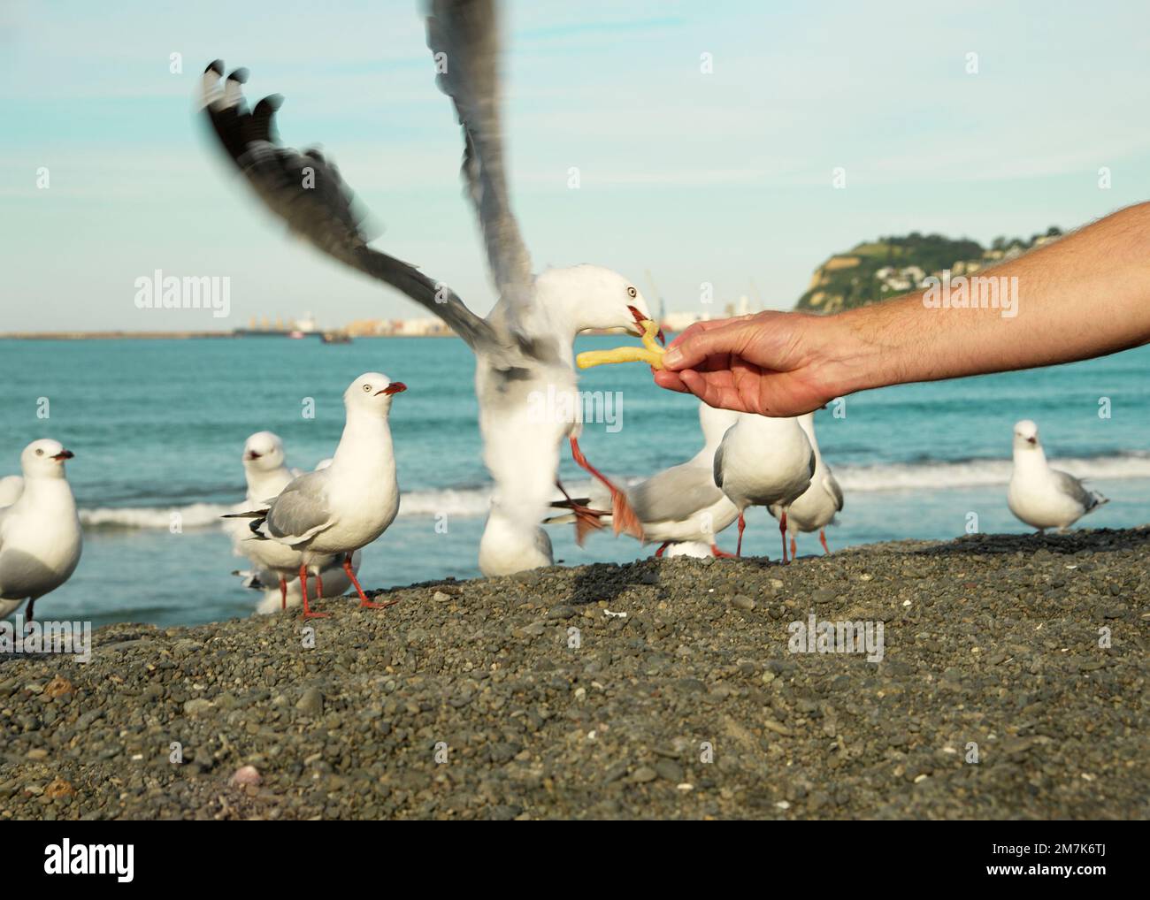 Seagull in flight eating chips from an outstretched hand Stock Photo ...