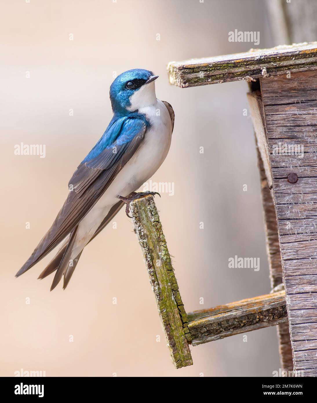Tree swallow perched on an old wooden nesting box in Ottawa, Canada ...