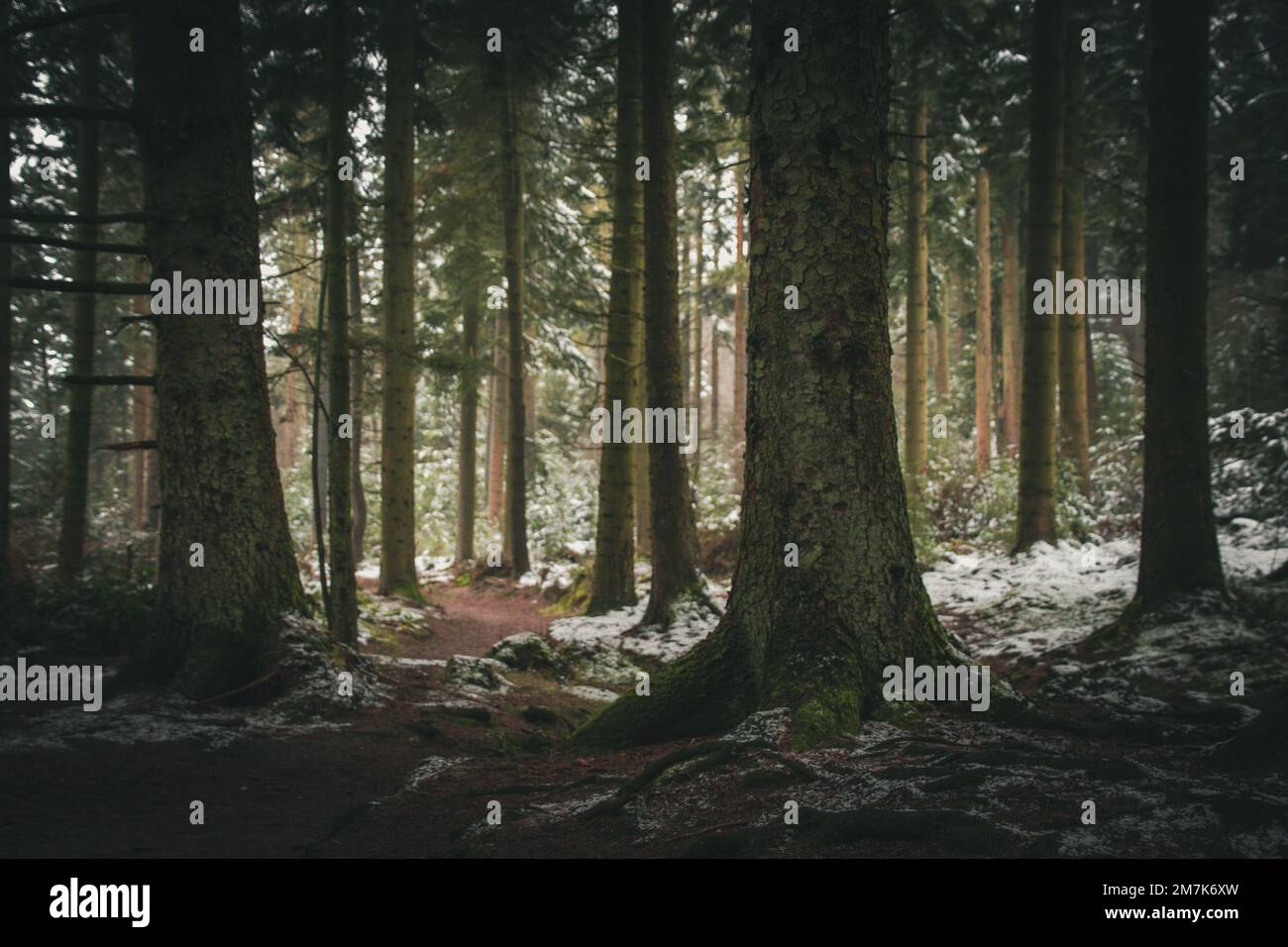 through the trees Stock Photo - Alamy