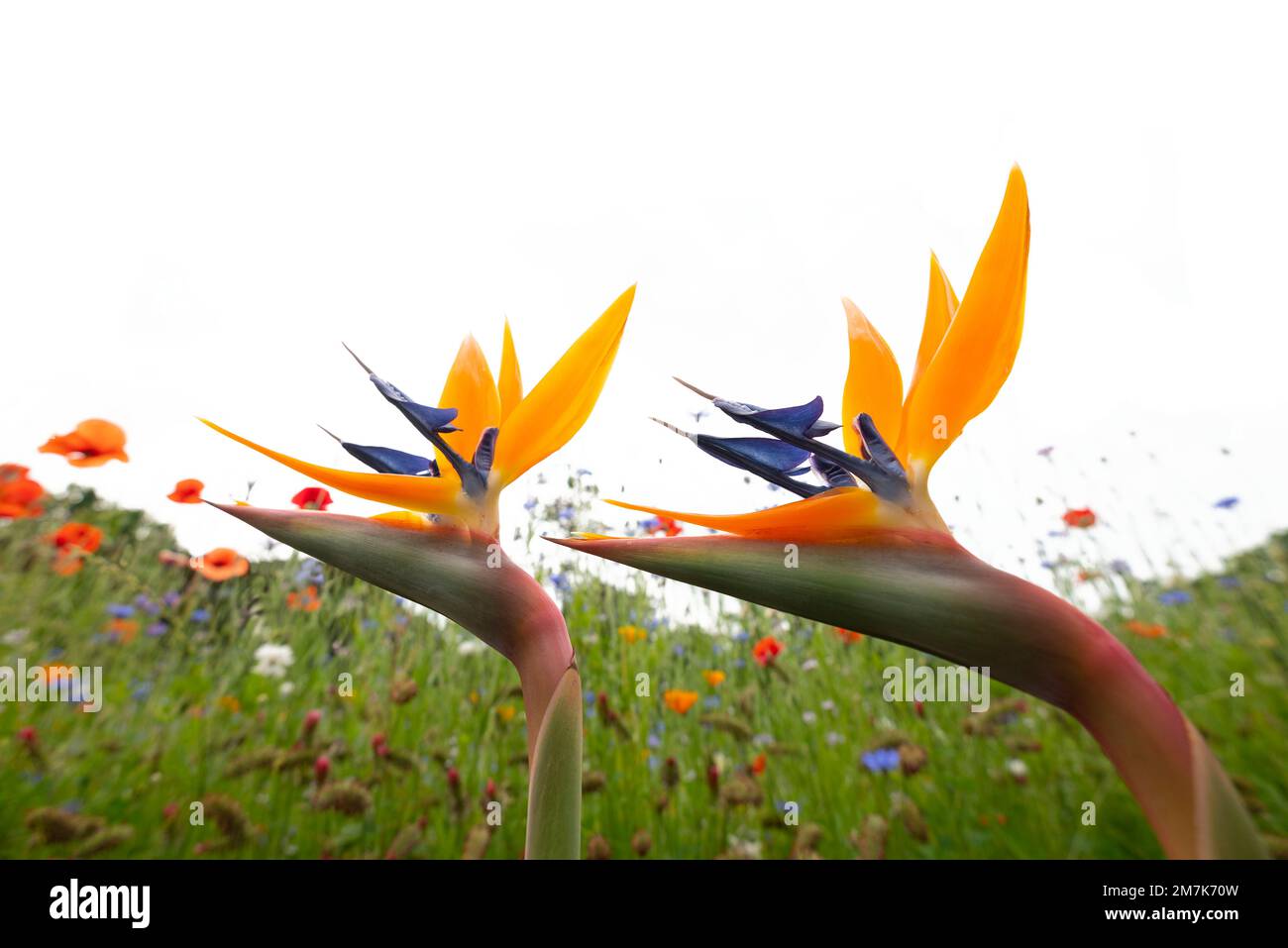 A Bird of Paradise flowerin a flowerfield of poppies Stock Photo - Alamy