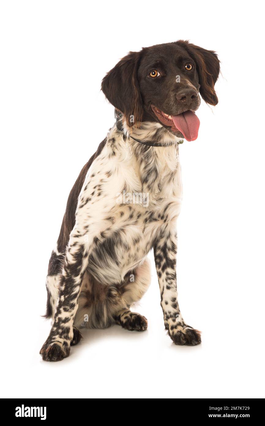 Small munsterlander dog on white background Stock Photo - Alamy