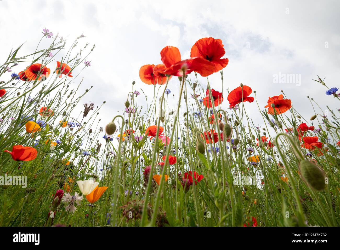 Colorful poppy field hi-res stock photography and images - Alamy