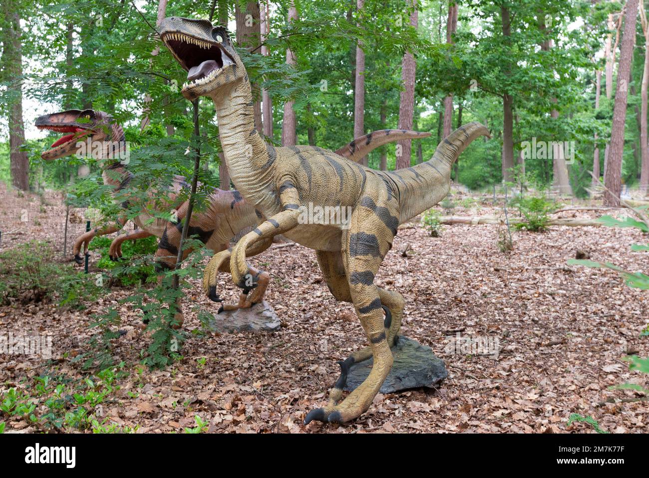 Oertijdmuseum-Boxtel-12-06-2022: Velociraptor Dinosaur in a green ...