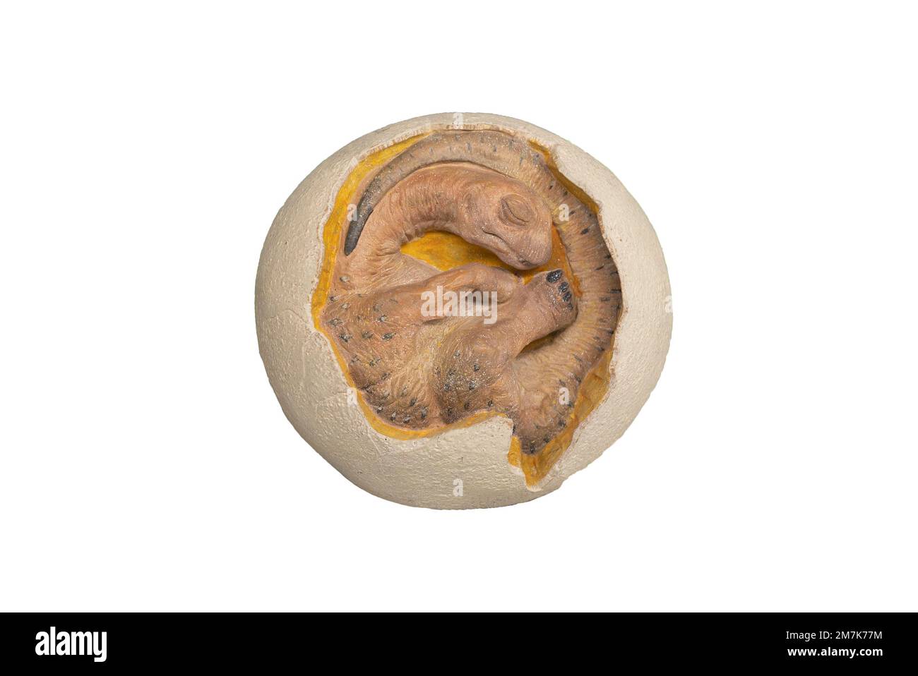 Oertijdmuseum-Boxtel-12-06-2022: Embryo of a dino in museum The ...
