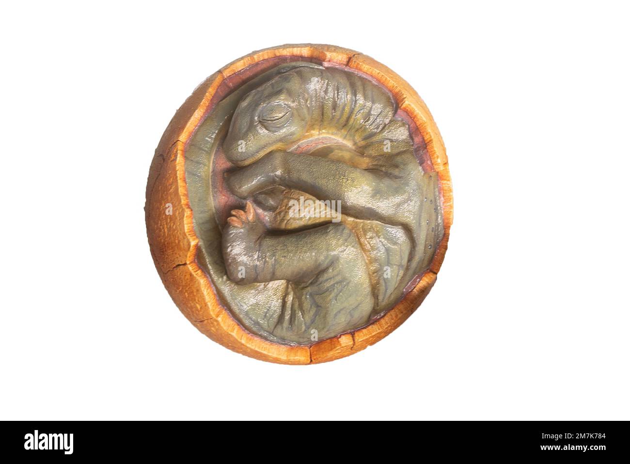 Oertijdmuseum-Boxtel-12-06-2022: Embryo of a dino in museum The ...