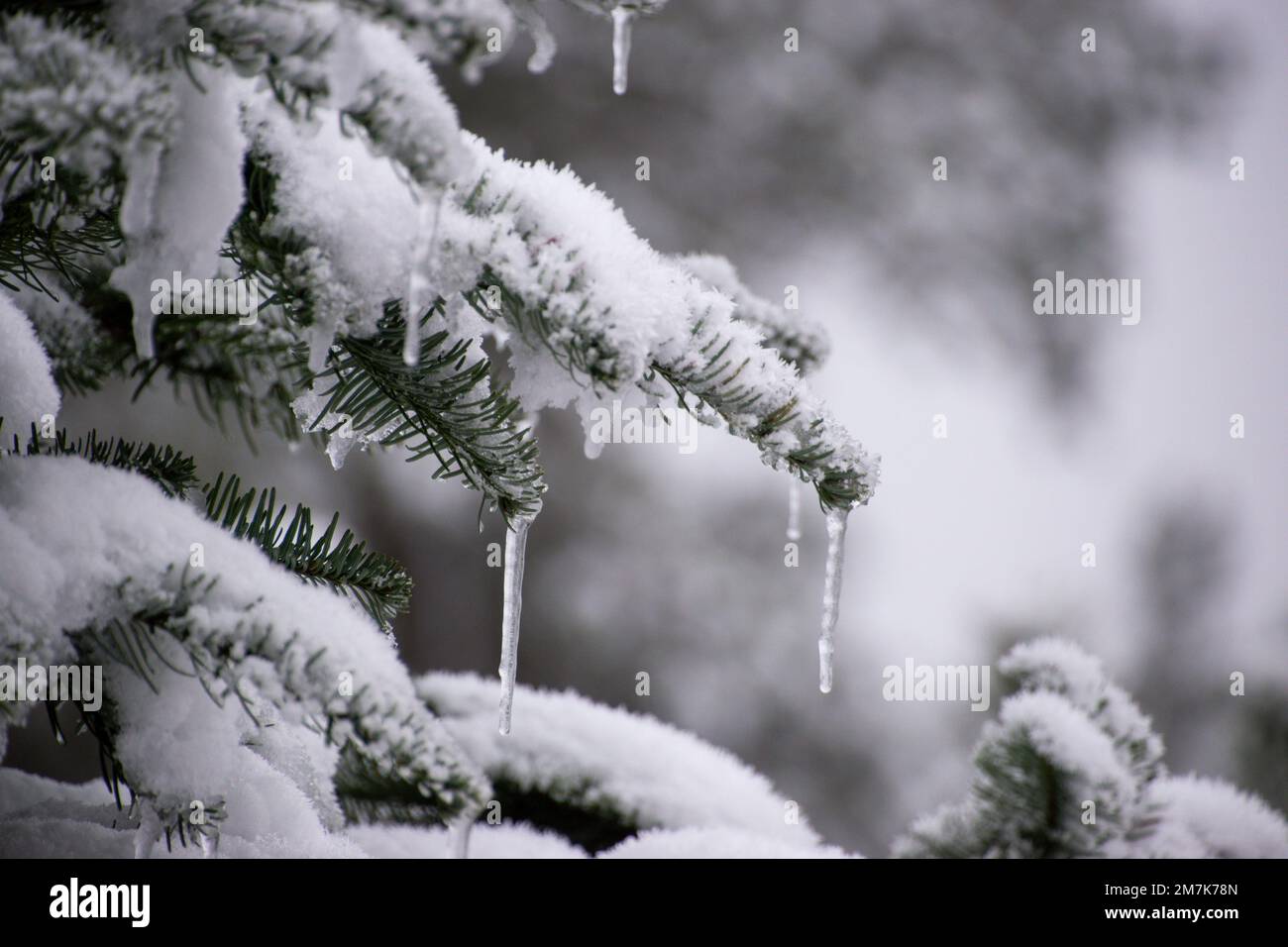 Icicles on the tree Stock Photo - Alamy