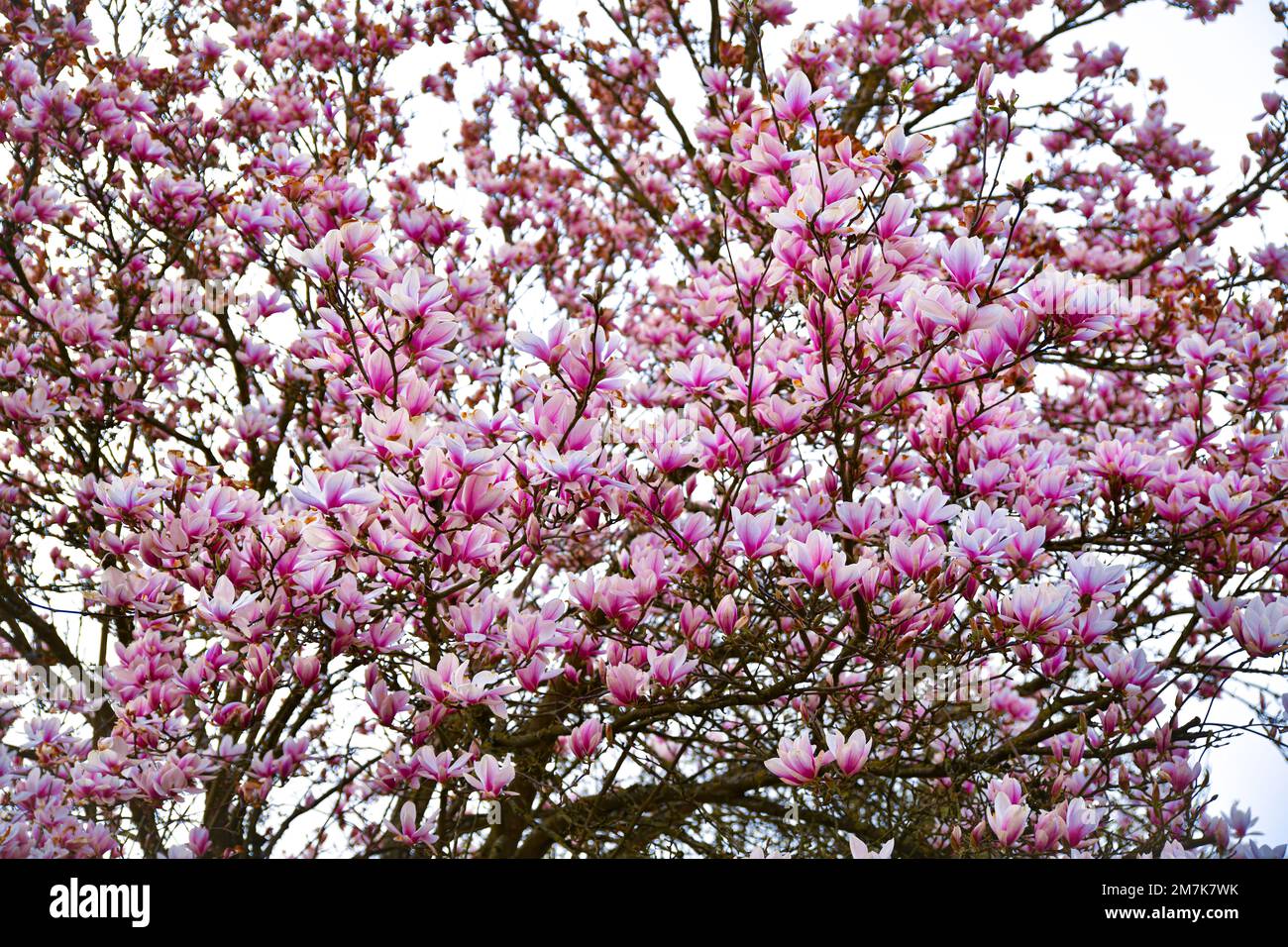 Digital Art pics Stock Photo - Alamy