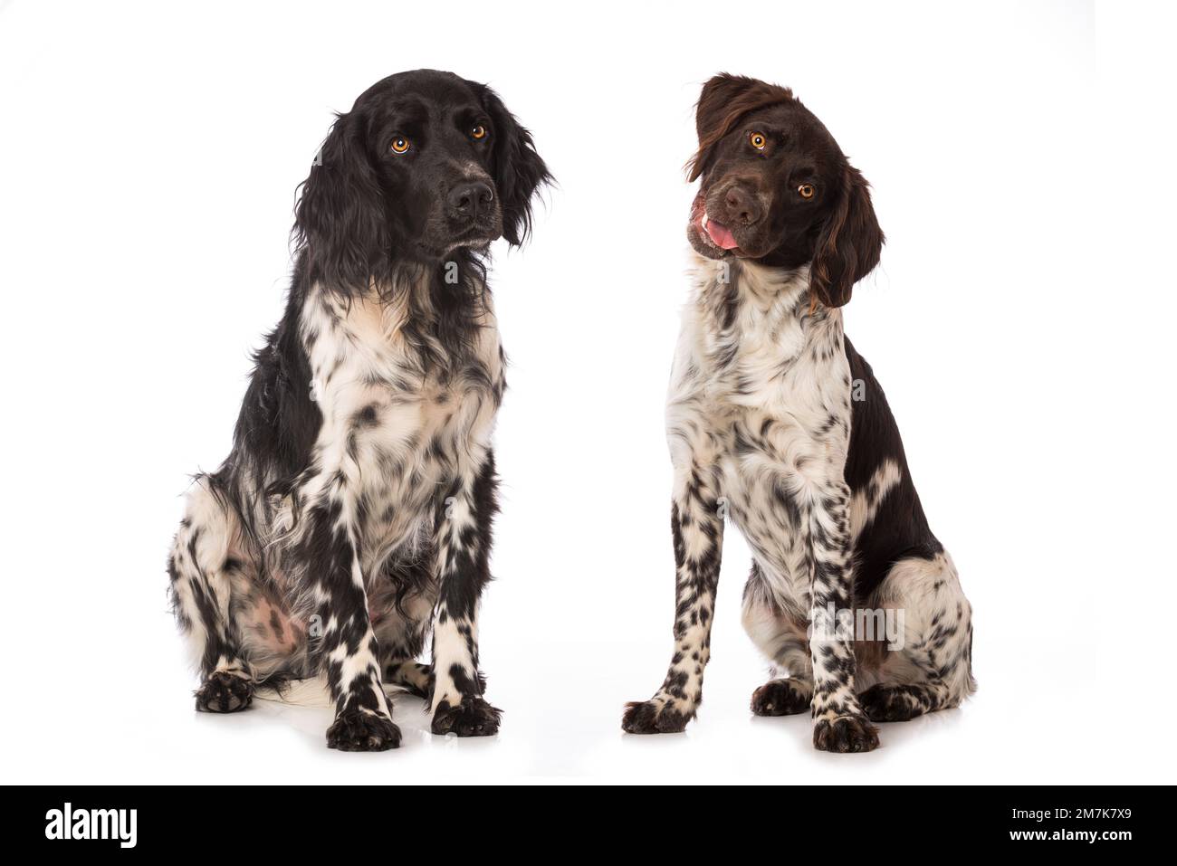 Small munsterlander dogs on white background Stock Photo - Alamy