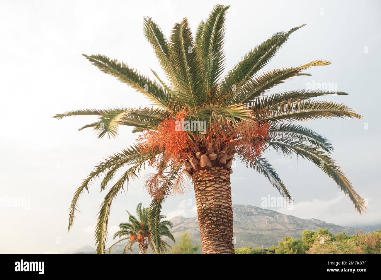 Palm tree against grey sky . Exotic tree with large branches . Tropical ...