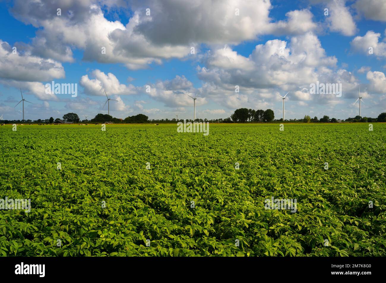 Landscape with potato plants in dutch potato field with windmills in ...