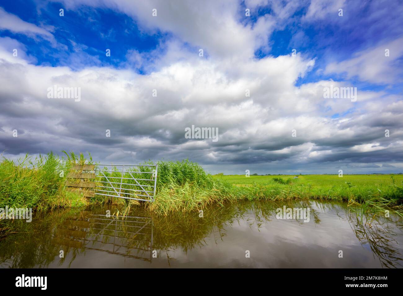 Typical dutch river landscape with green meadows, water and blue sky ...