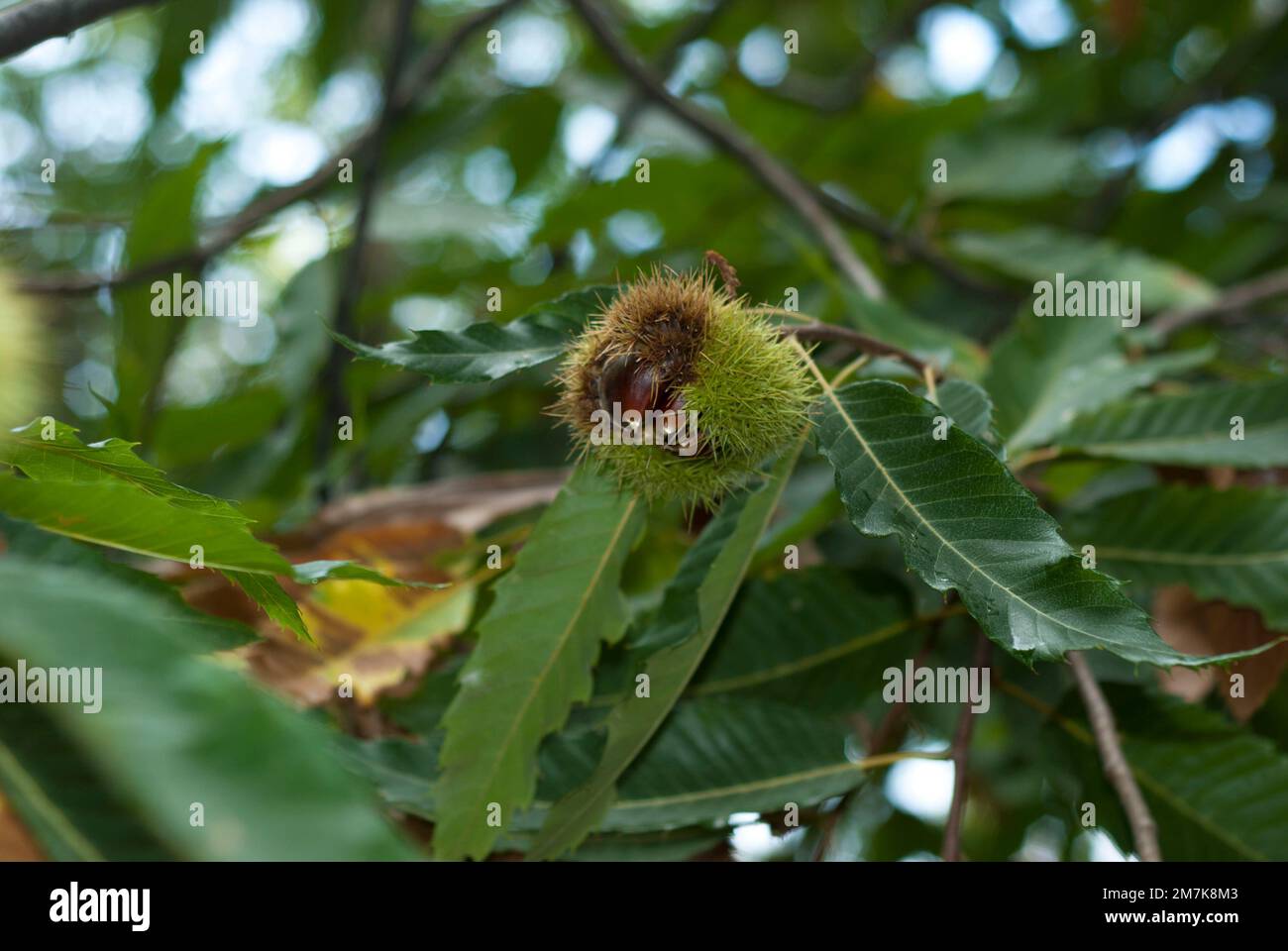 Chestnut hedgehog hi-res stock photography and images - Alamy