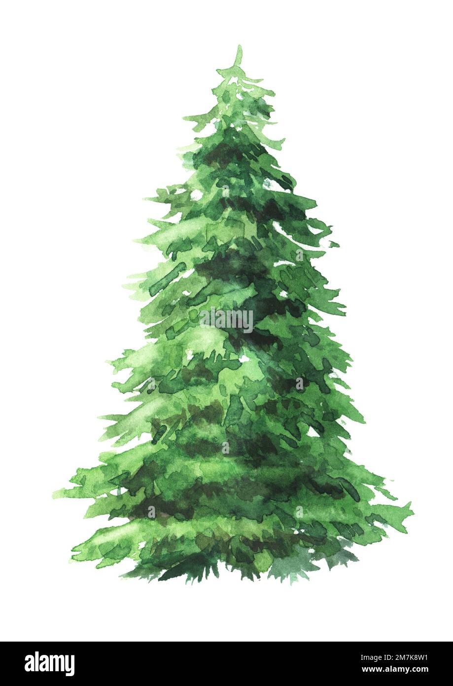 Fir tree. Hand drawn watercolor illustration isolated on white ...