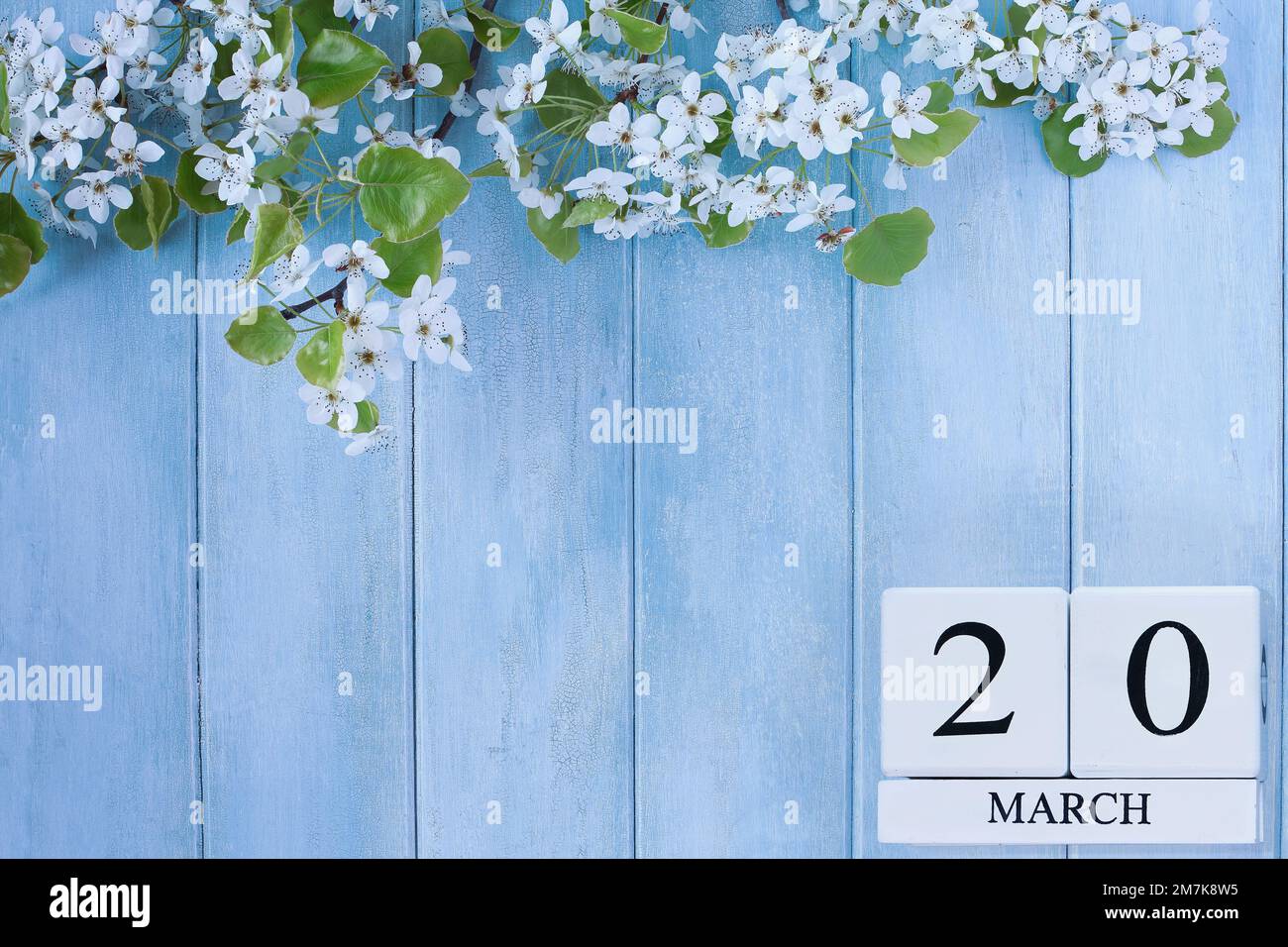 Beautiful white blossoms against a peaceful blue rustic wooden ...