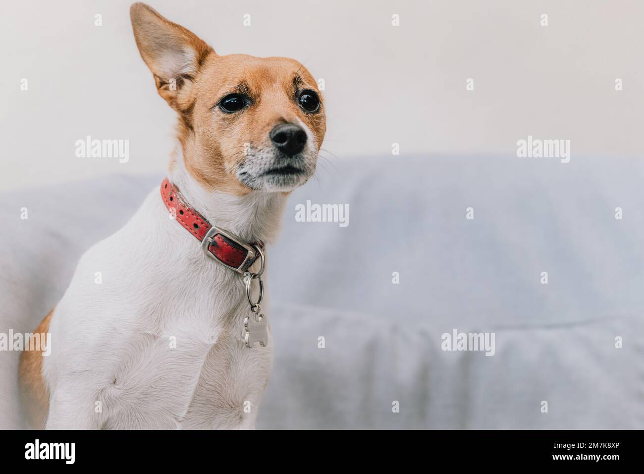 Adorable and cute Jack Russell Terrier dog portrait. Headshot of a dog ...