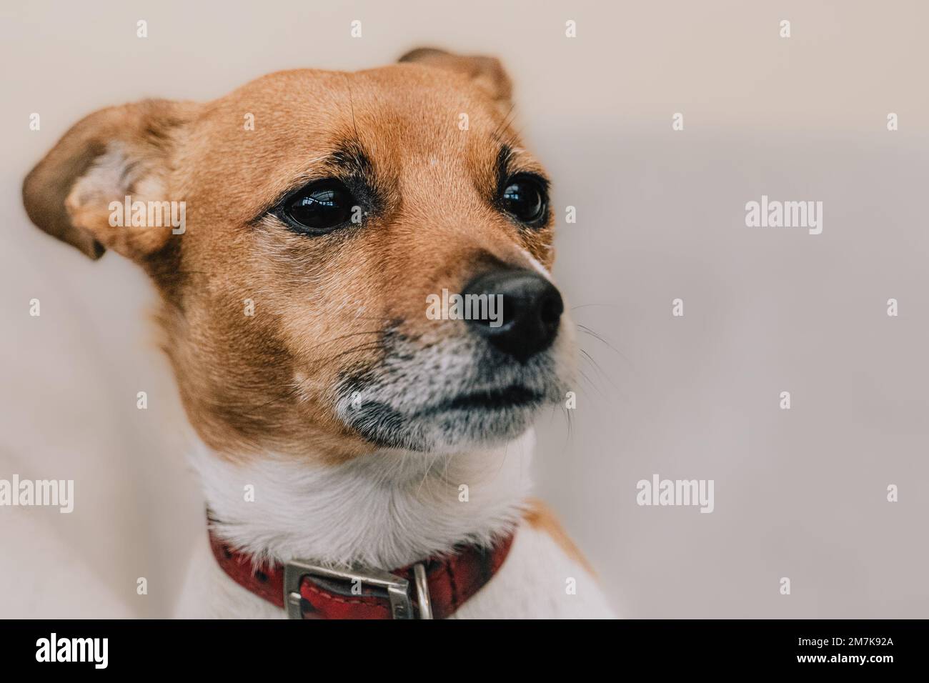 Adorable and cute Jack Russell Terrier dog portrait. Headshot of a dog ...